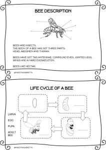 GIORNATA MONDIALE DELLE API – Maestra Sabretta
