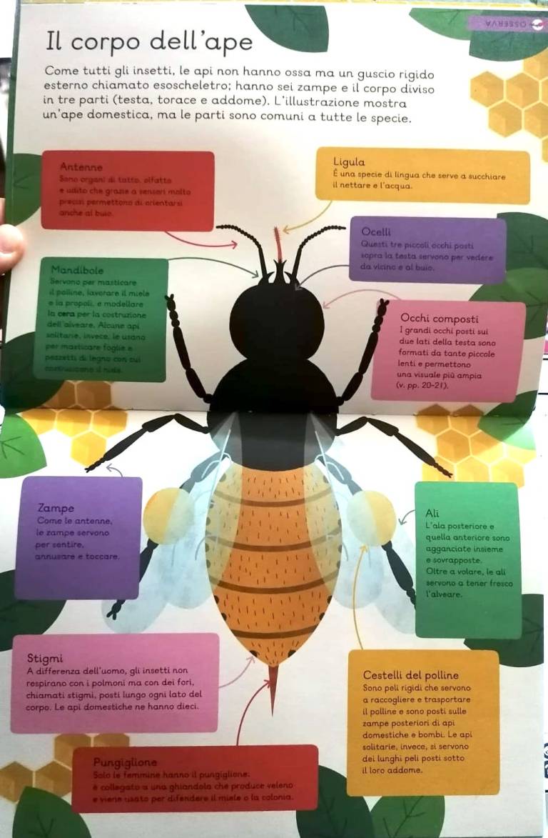 GIORNATA MONDIALE DELLE API – Maestra Sabretta